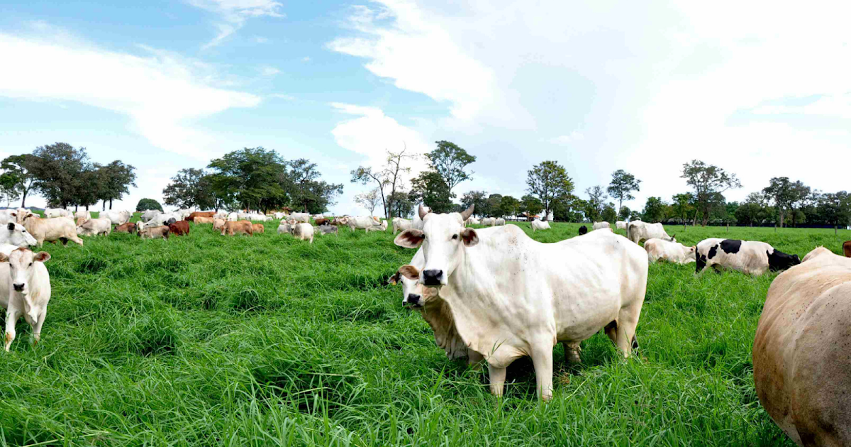 SISTEMA DE PASTEJO ROTACIONADO: Aprenda o que envolve esse sistema de ...