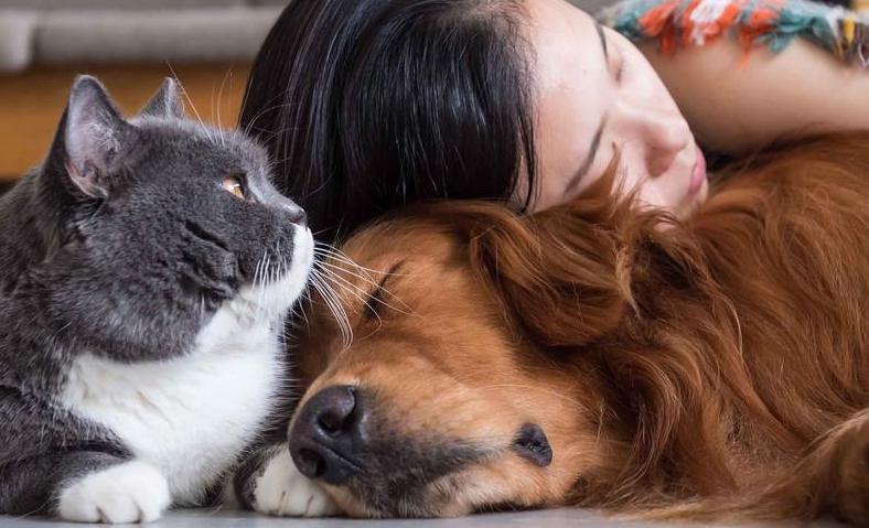 Domestic Cats Get Cancer Less Often Than Humans domestic-cats-get-cancer-less-often-than-humans