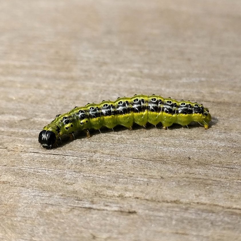 Box Tree Caterpillar