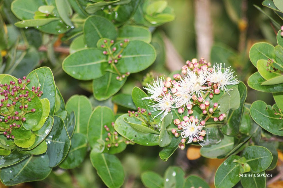 Hedgie's Nature Journal : Food from trees - The Waterberry