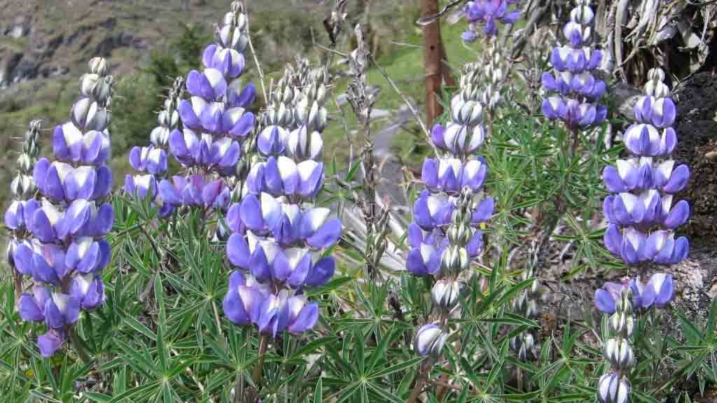 Tareas para un 20: TRIPTICO LAS MARAVILLAS DEL TARWI