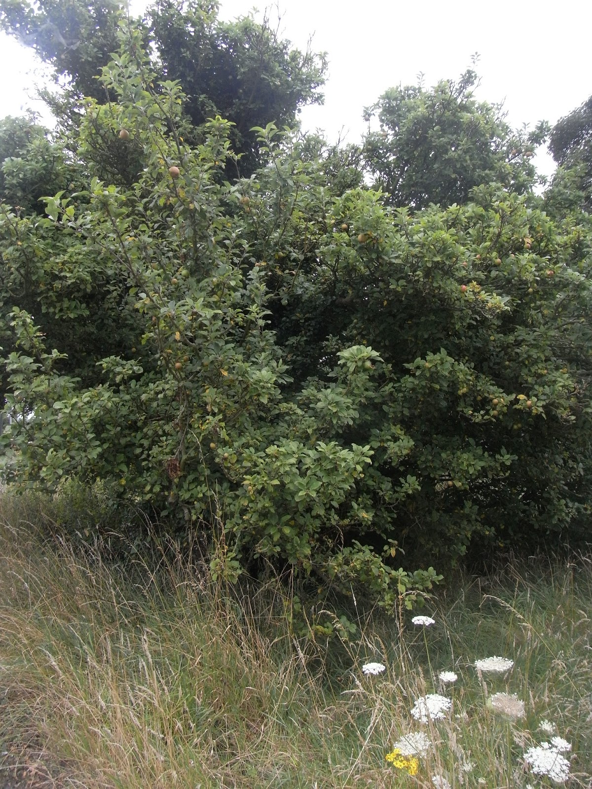 Radical Honey: Meeting the Wilding Tree