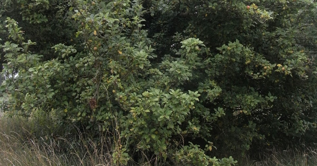 Radical Honey: Meeting the Wilding Tree