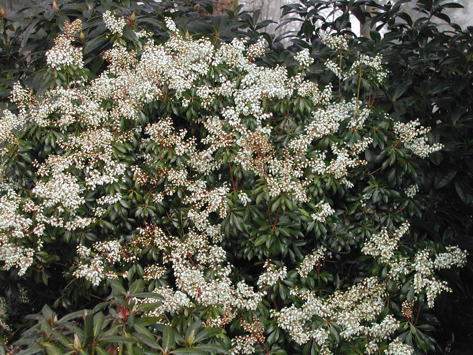 Victoria Gardens: Small scale evergreen shrubs: Pieris japonica ...