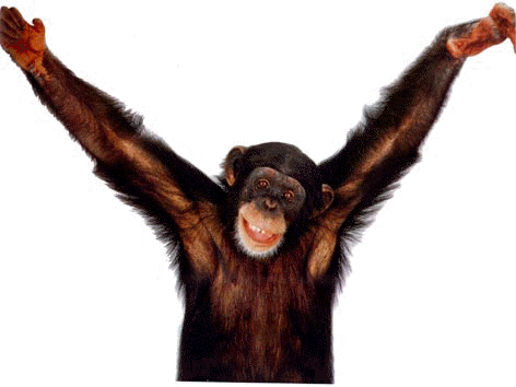 Blog per scimmie: Questo è un blog per scimmie