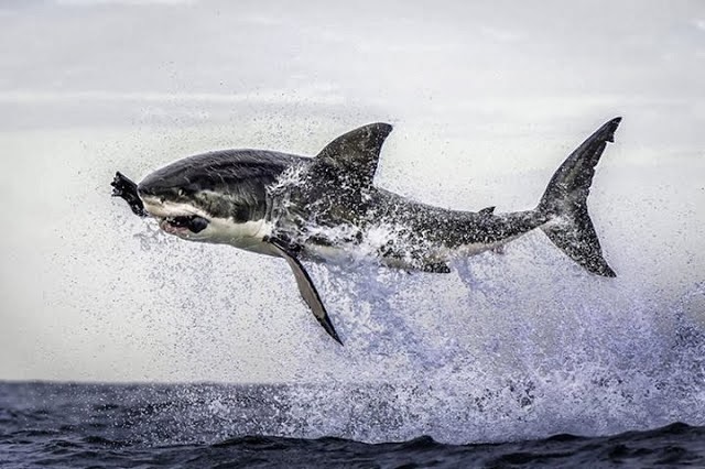 Bahal Sara: Shark hunting