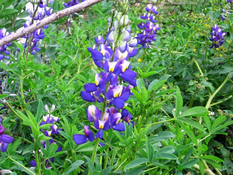 Animales y Plantas de Perú: Tarwi - Lupinus mutabilis