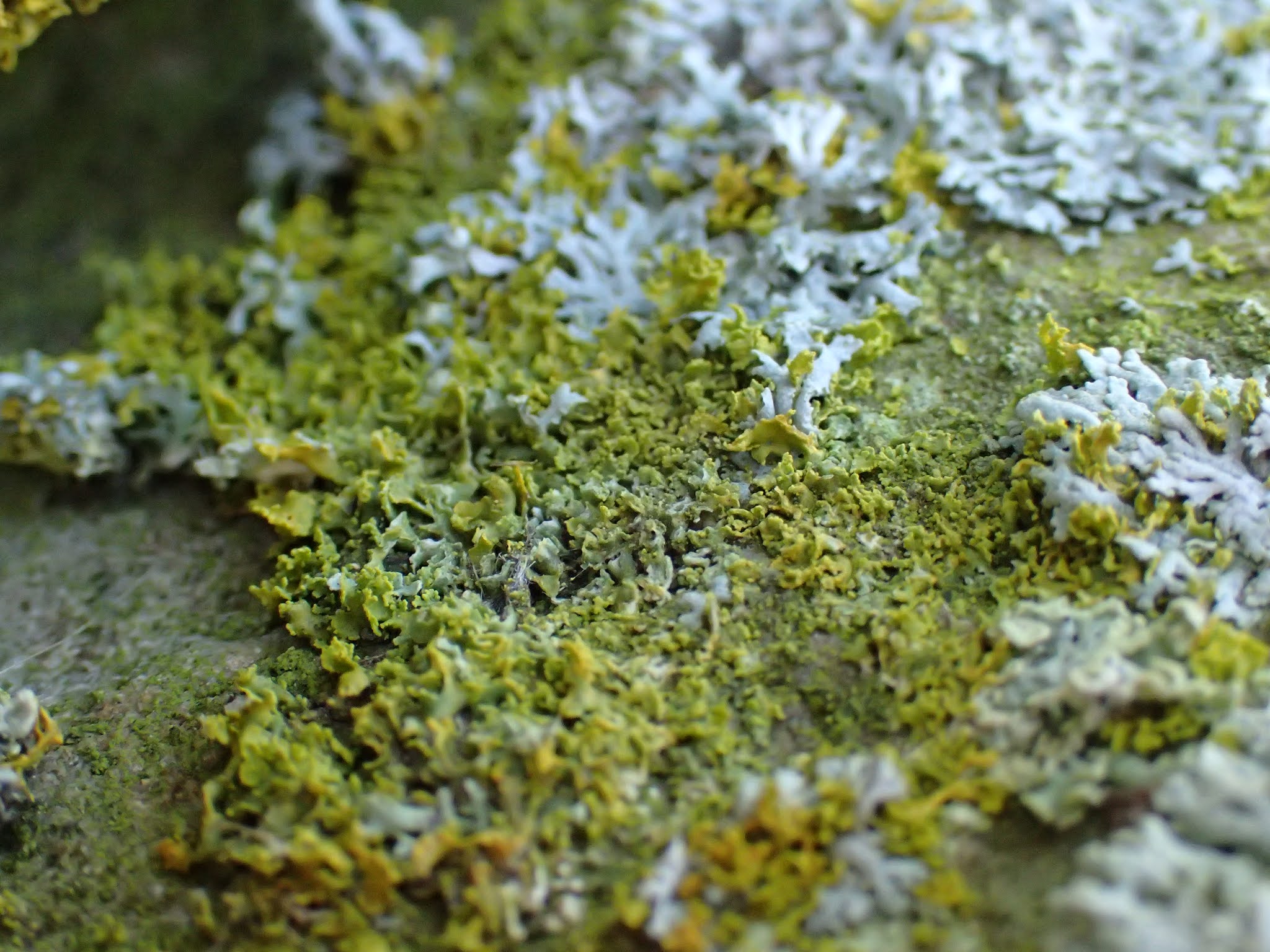 The Rainforest Fund Project: SD86 - 42 - SD8462a Xanthoria ucrainica: