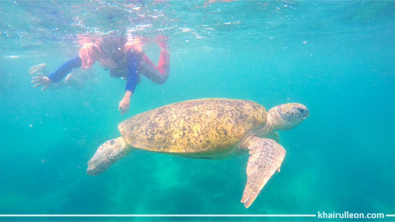 MENARI BERSAMA PENYU RAKSASA DI TAMAN SI BILLY – PULAU DERAWAN ...