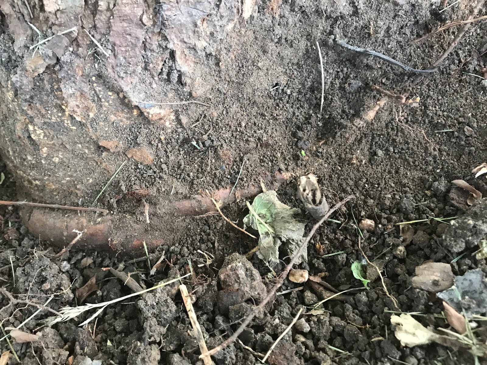 CO-Horts: Stem Girdling Roots