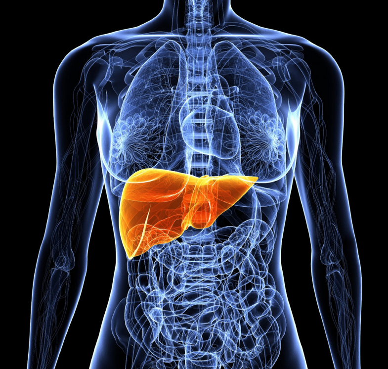 HAPPINESS OF LIFE: Your liver needs you to sleep this afternoon HAPPINESS OF LIFE: Your liver needs you to sleep this afternoon