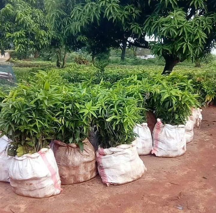 JIFUNZE KUHUSU KILIMO CHA KISASA CHA MATUNDA