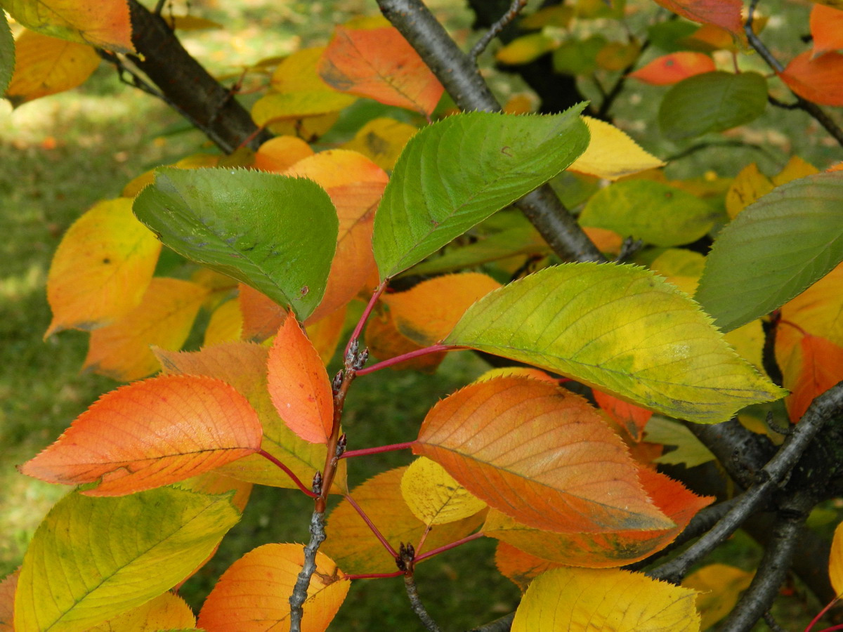 LA MULȚI ANI, ROMÂNIA!: Frunze colorate de cires