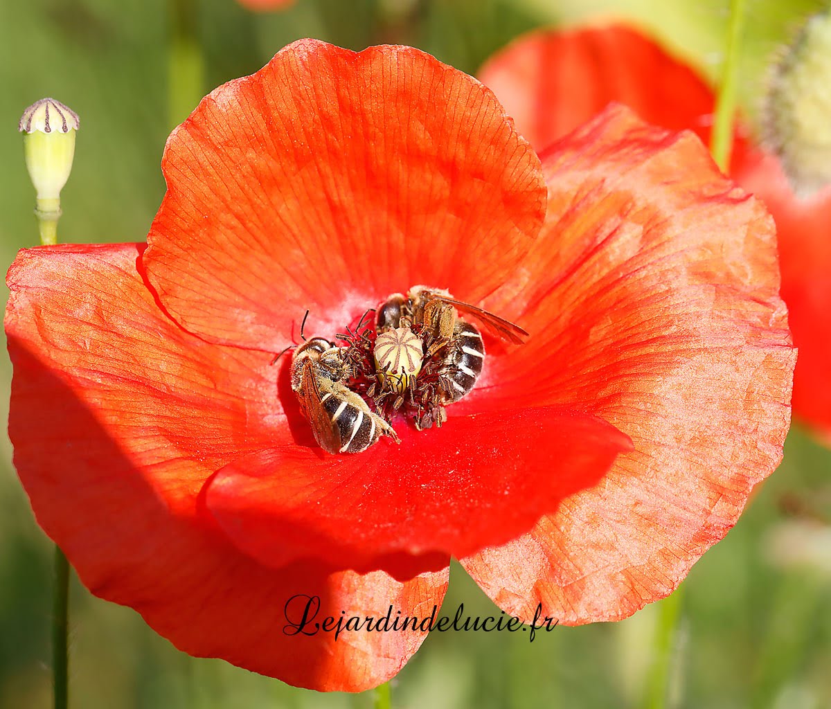 Halicte quadricinctus femelle ,une abeille solitaire à la longue vie