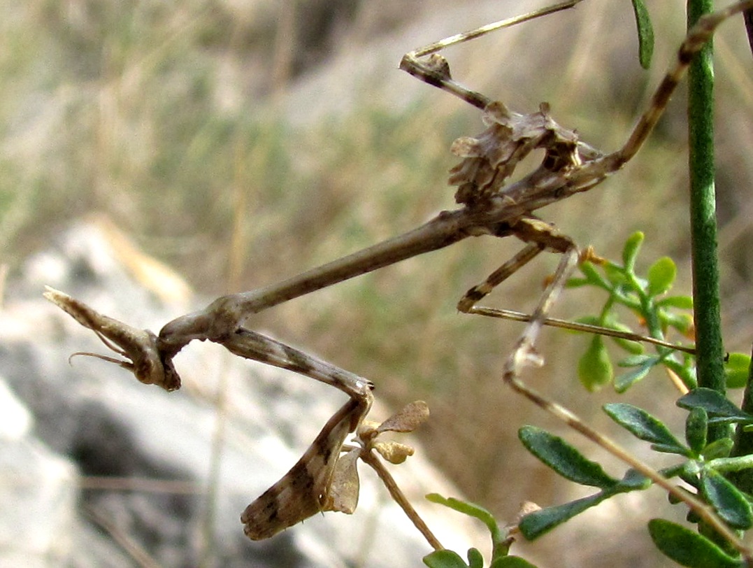 REFLEXIONES: Mantis palo