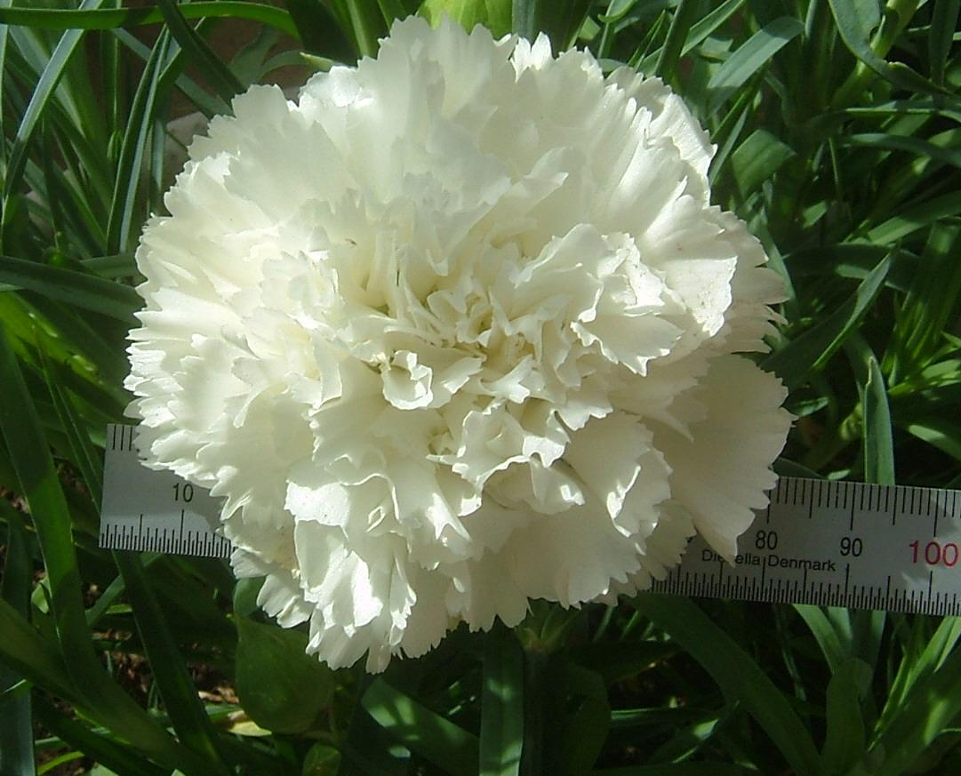 Palett-paleteau: Vit!