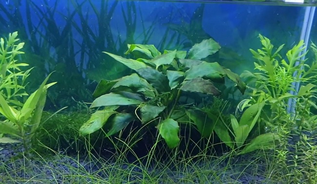 Setup Betta Fish Tank With No Filter