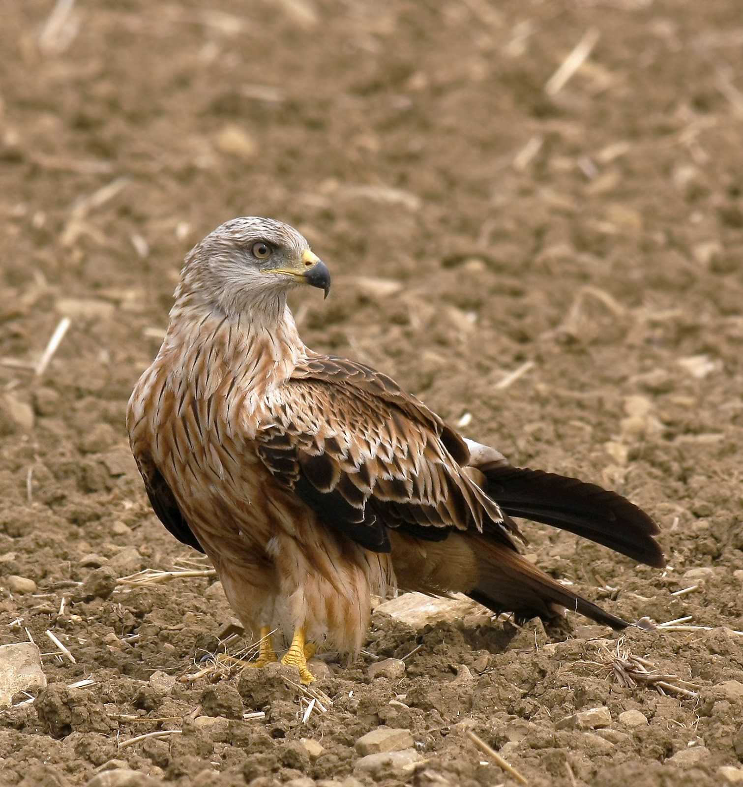 Navarra al natural: De Milanos reales (Milvus milvus)
