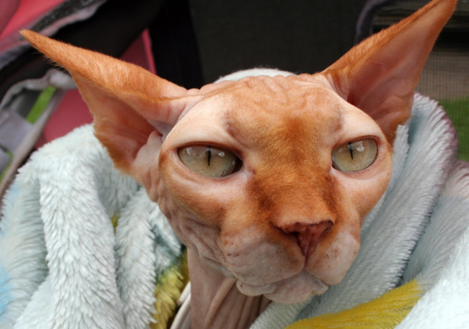 Adventures of A Naked Cat: First Place at the 2012 Ca-R-Ma Cat Walk!