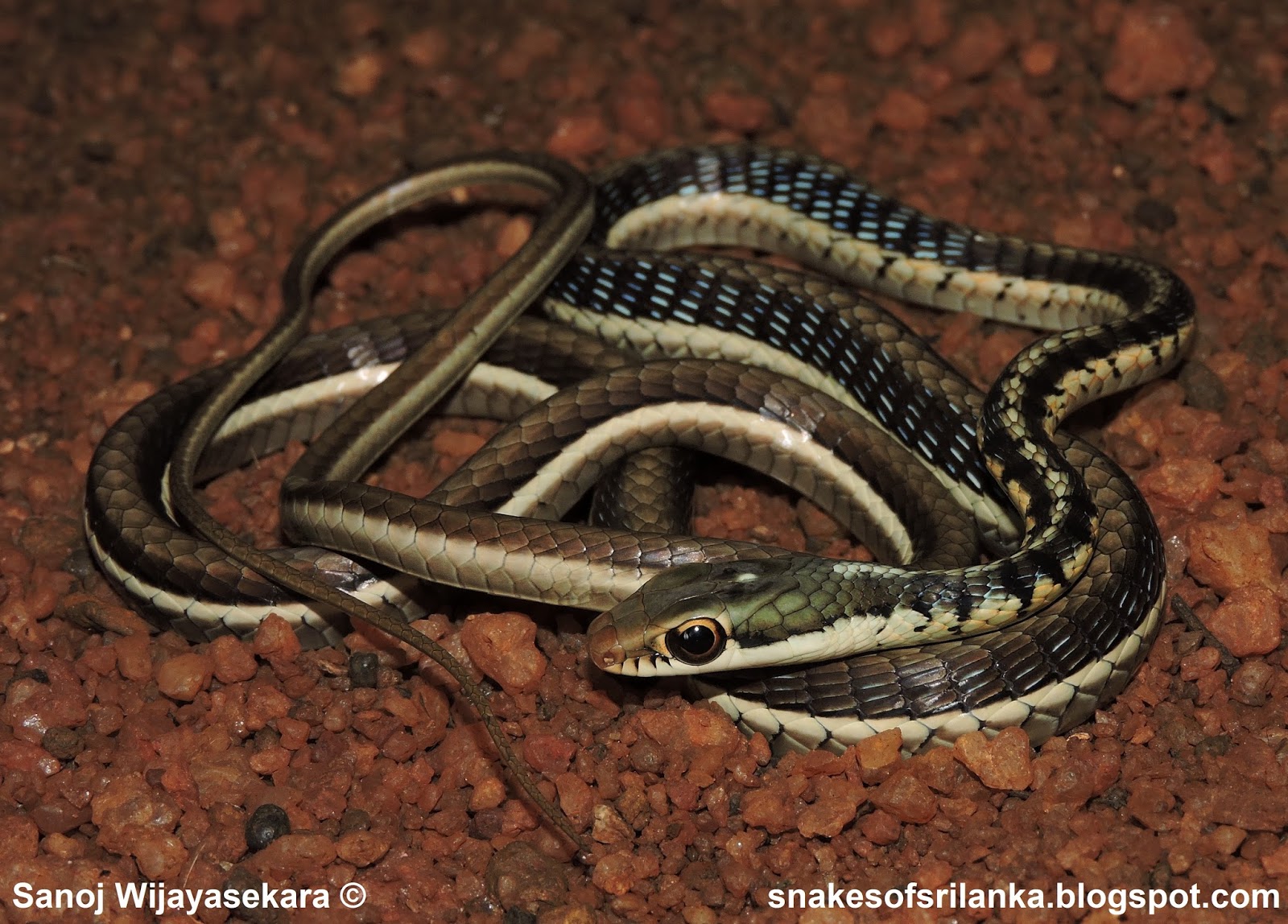 Common Bronzeback/තුරු හාල්දණ්ඩා (Dendrelaphis tristis-Daudin, 1803)