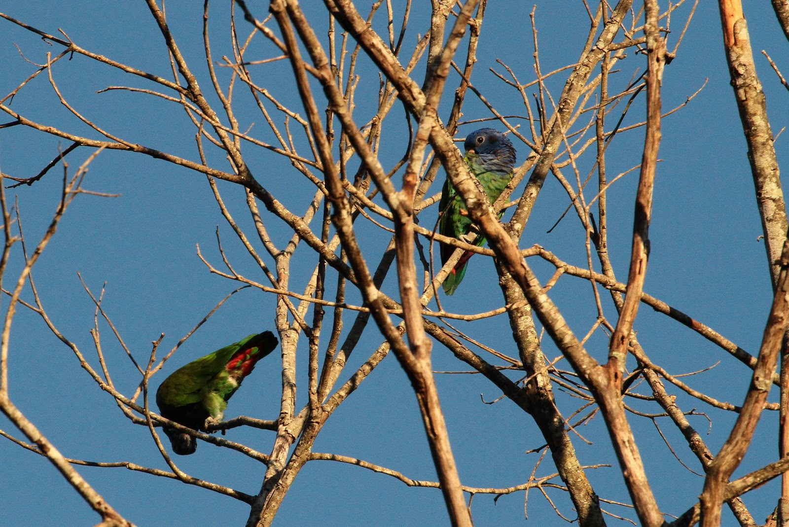 Nuestro bello mundo...: Part VIII, Birding Tour, El Brujo y el Pauji