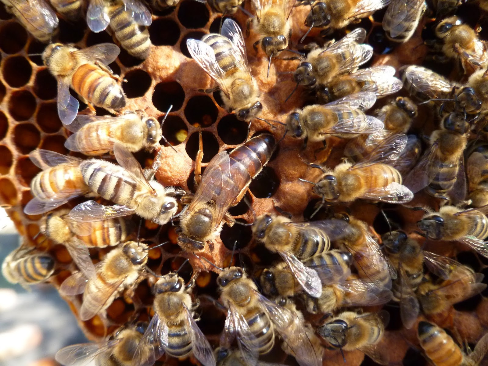 Queen Anne Bees: The Warrior Bees Are Early This Year