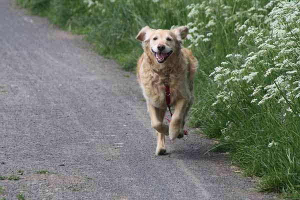 Teach Come Command to your dog | our-animals