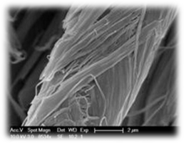 Bamboo Fiber || Properties || Processing || Applications