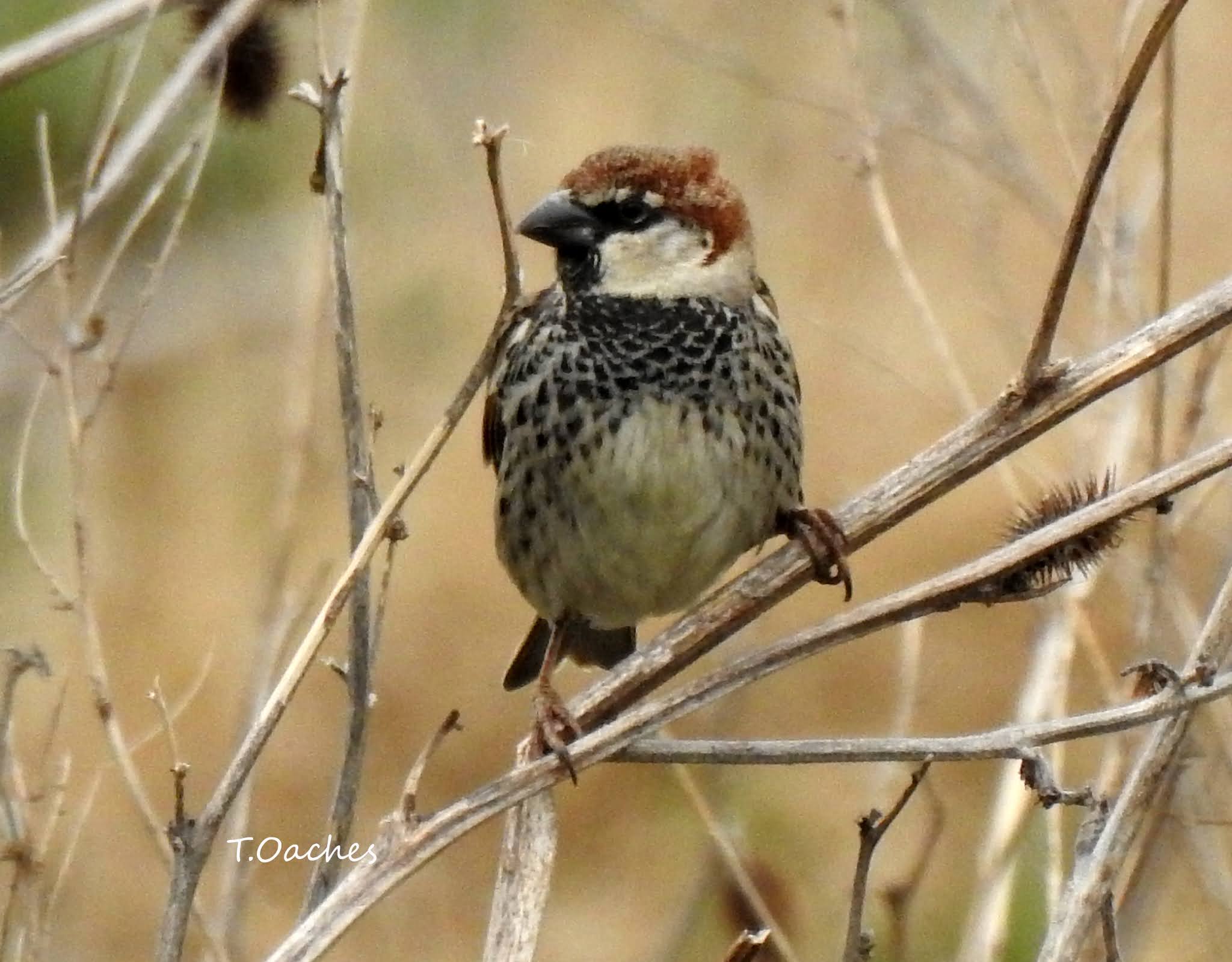 PASARI DIN ROMANIA: VRABIE NEGRICIOASA, Passer hispaniolensis