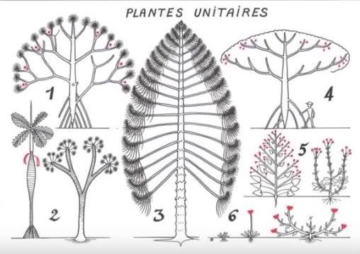 Le goût du sauvage: Les arbres et leur structure