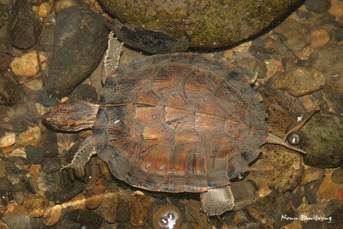 Cyclemys atripons (Striped Leaf Turtle)