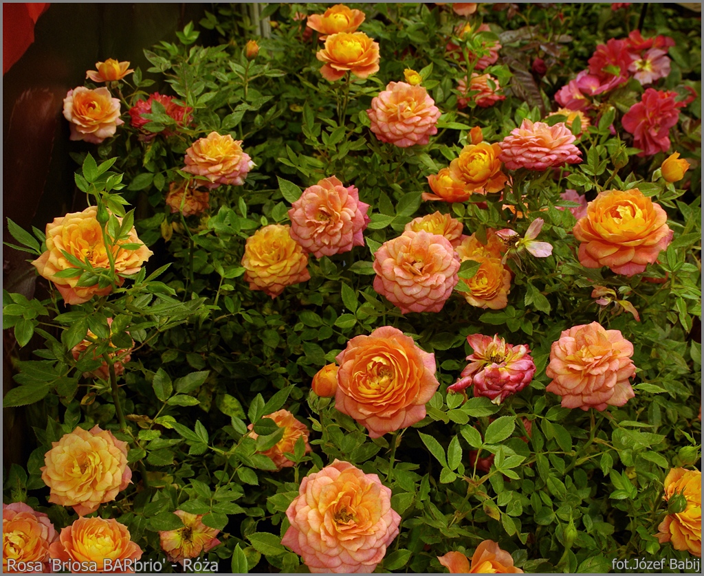Plant Gallery - Encyklopedia Roślin: Rosa 'Briosa BARbrio' - Róża ...
