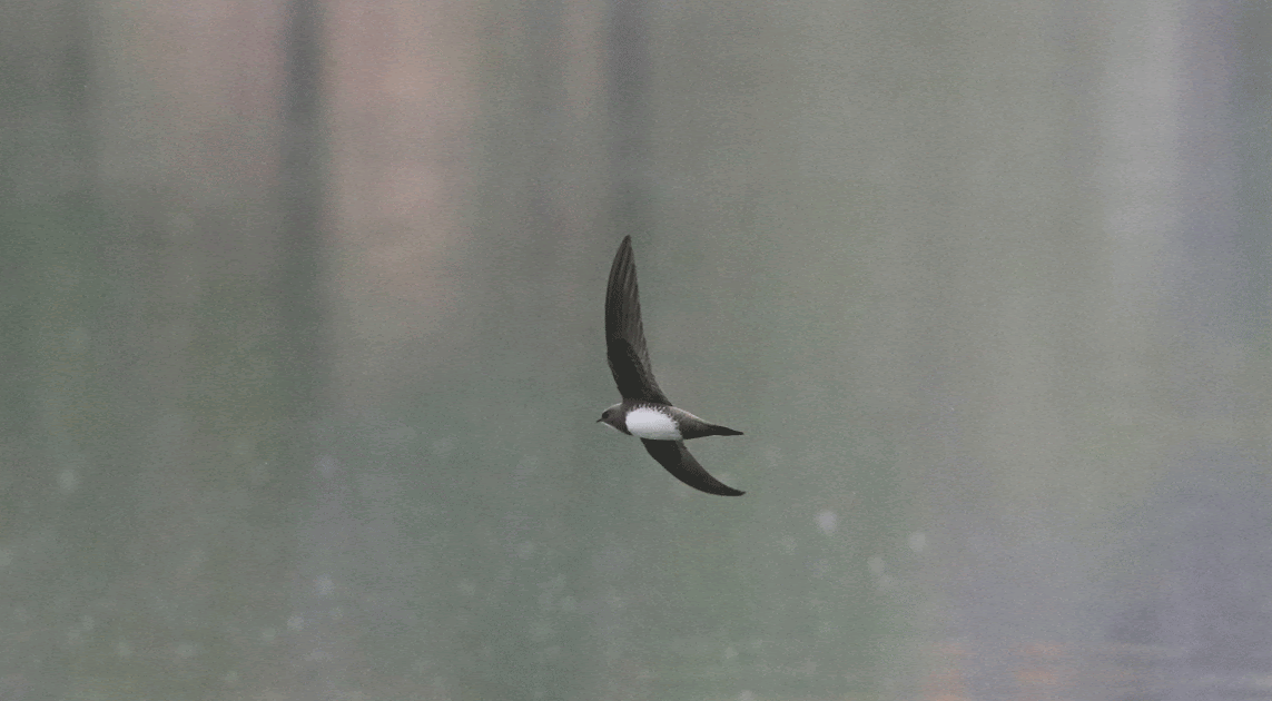 C.R.O.S. Varenna: Rondone maggiore