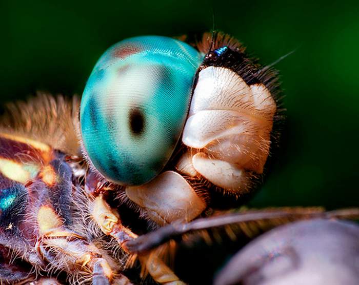 Top 10 Macro Photographs of Insects - Just Amazing Things