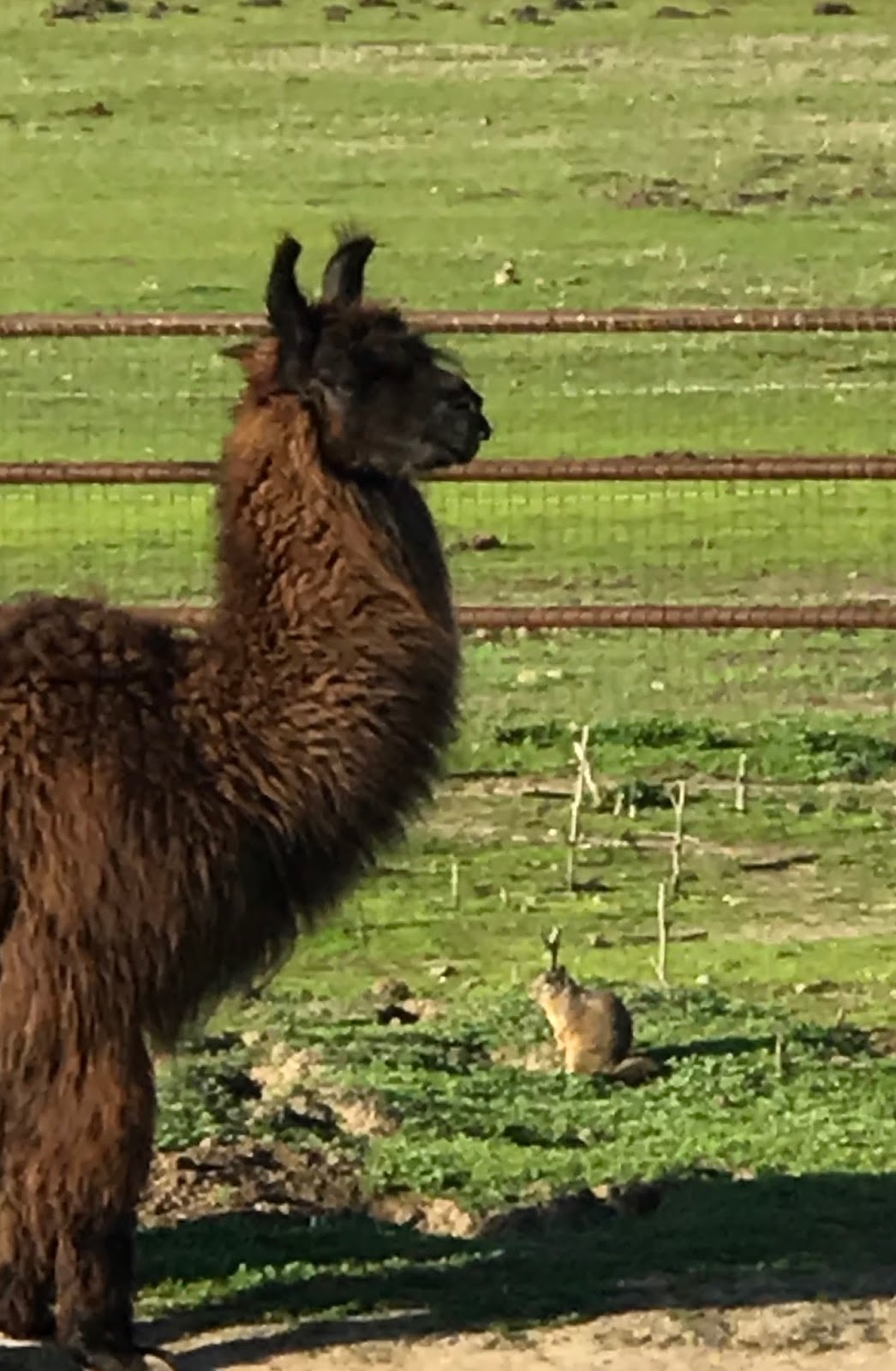 Ground Squirrels - Farm Rodent Pests