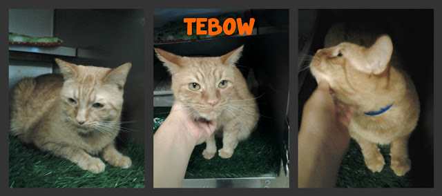 The Shelter Girl: It's Tebow Time