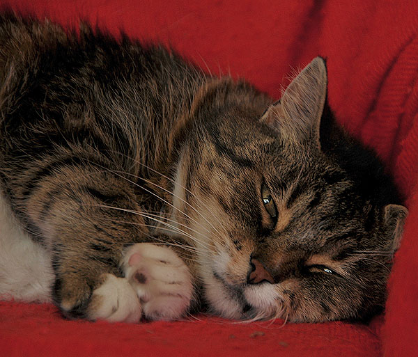 Wandering Spirits Kennels: Just a plain brown tabby