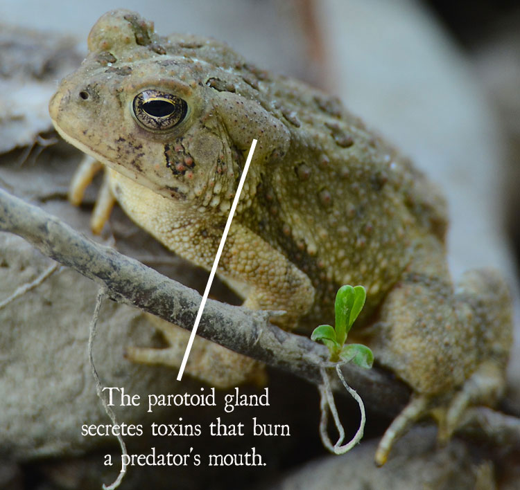 Red and the Peanut: A Fowler's Toad in a clearing along the Little ...
