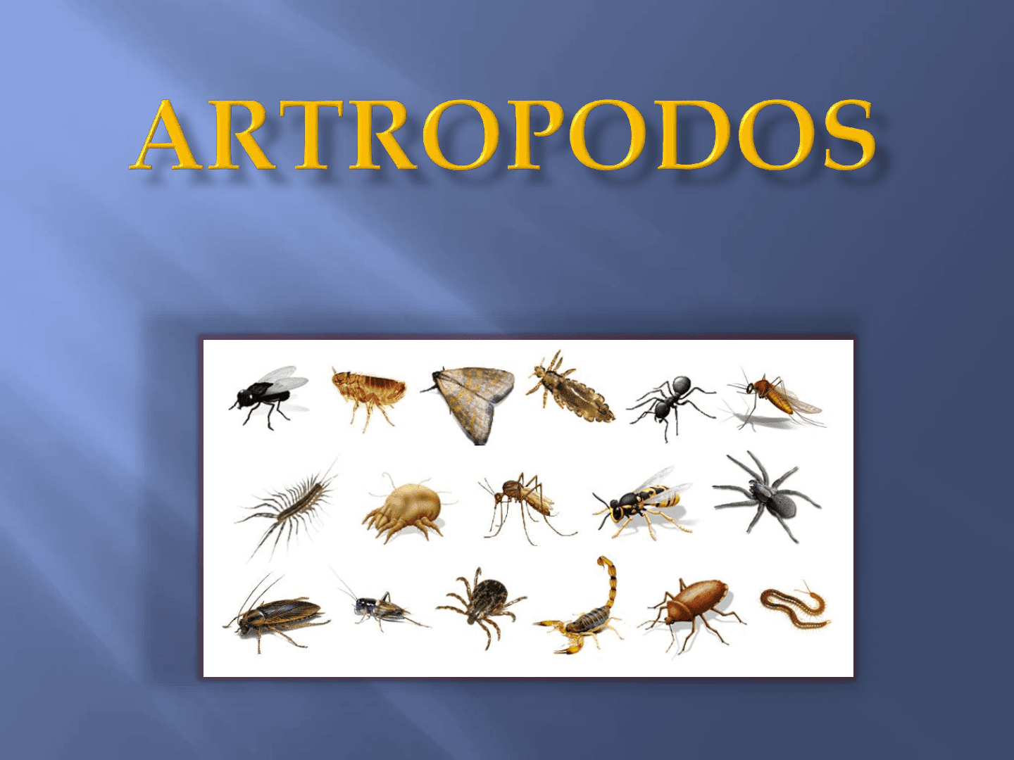 Ciencias Naturales Primero 2023: Ciencias Naturales. Reino Animal ...