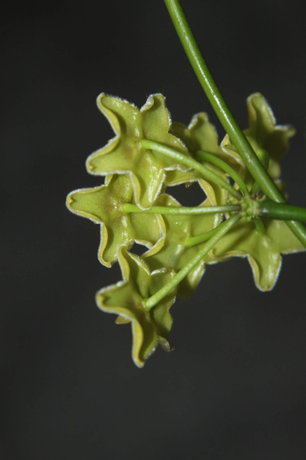 Hoyapassion: Hoya diptera Fiji i obiecanki Hoi kipandiensis