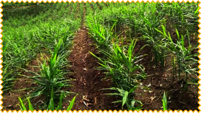 How does the ginger planting process work?