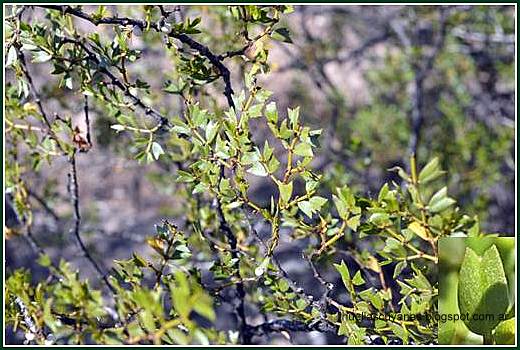 Huellas Cuyanas: jarilla crespa