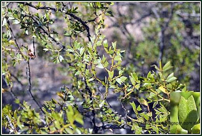 YUYOS DEL CAMINO: La Jarilla. | Huellas Cuyanas