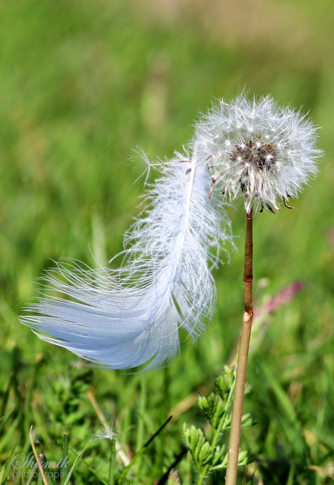 Shamik Photography ~ Devoted to the Natural Elements: Feathers For Our ...