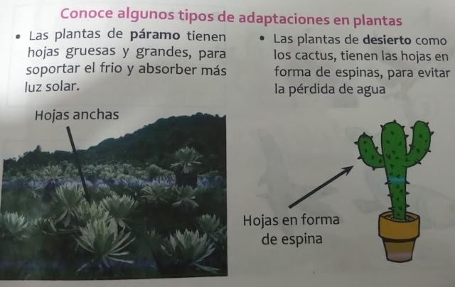 SEGUNDO B: ADAPTACIÓN DE LAS PLANTAS Y ANIMALES A SU MEDIO