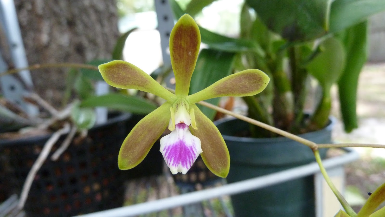 Hooray! Plants!: Encyclia Care & Some Blooming Encyclia Pictures