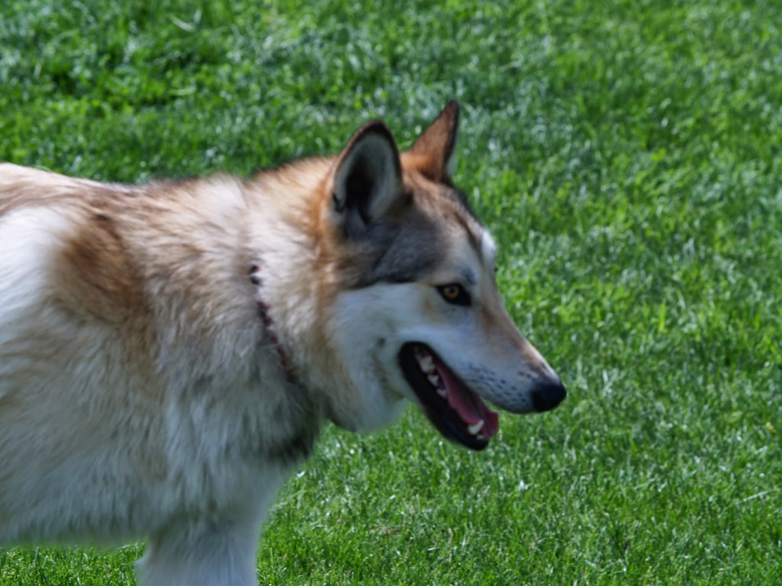 My Rotten Dogs: What is Faolan?