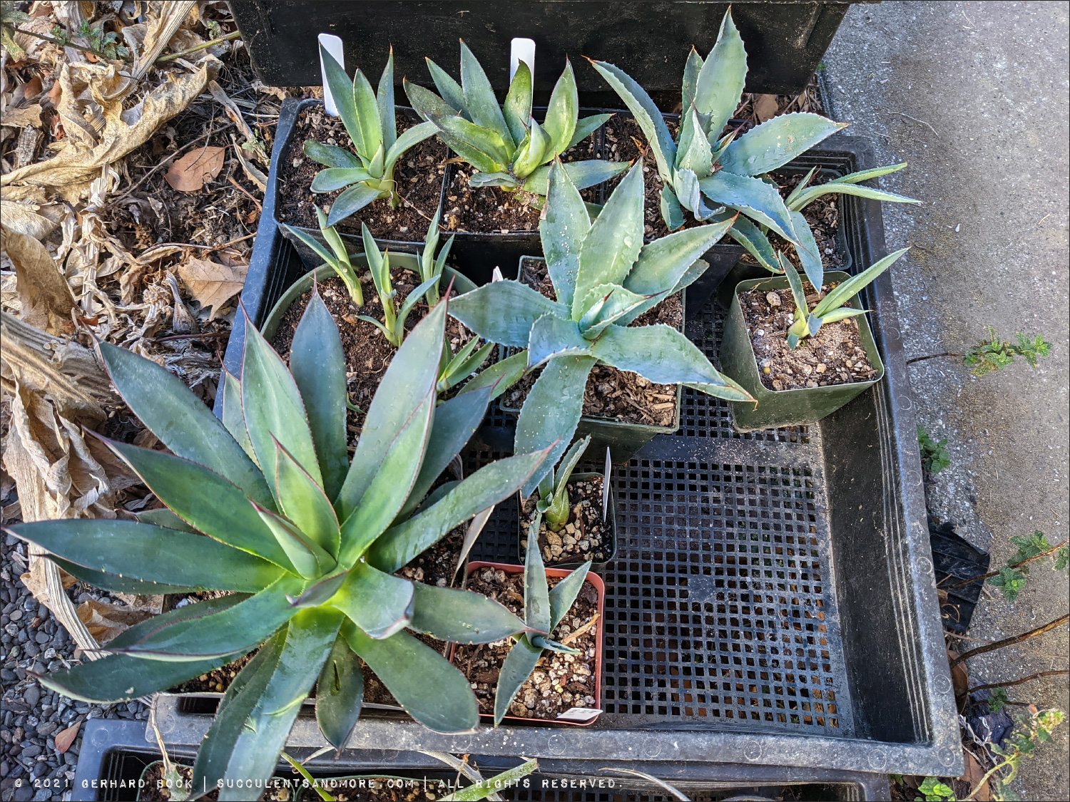 Repotting a passel of agave pups