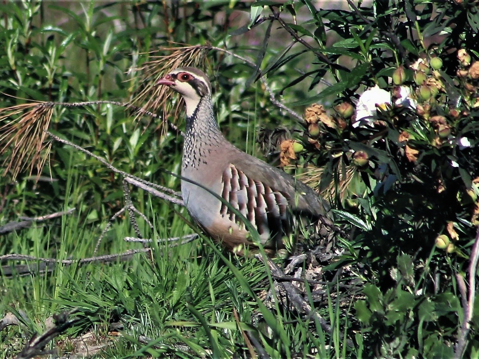 TERRA DAS AVES: Perdiz (Alectoris rufa)