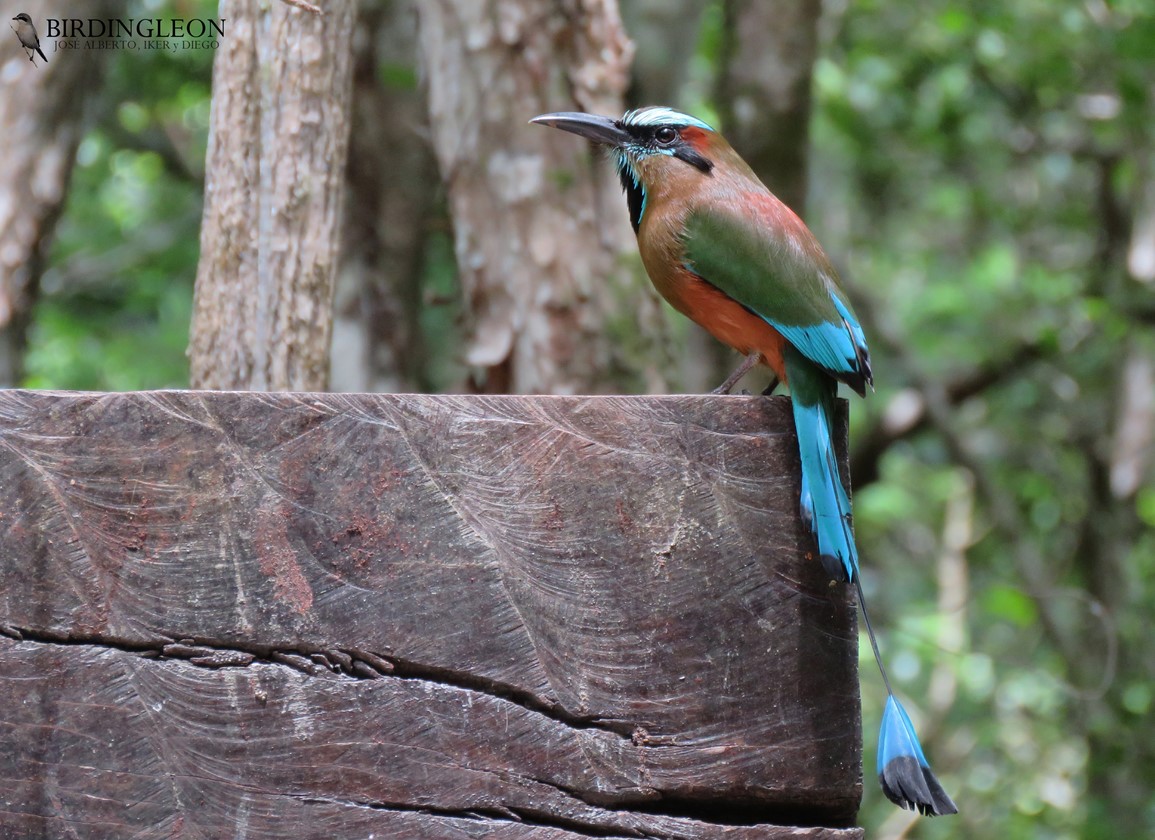 BIRDINGLEON: RIVIERA MAYA: "La leyenda del PÁJARO TOH"